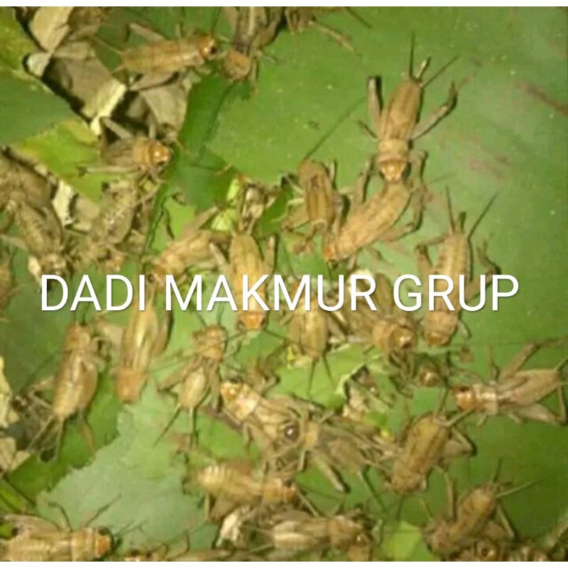 Jual (DIJAMIN FRESH/BKN TANDON)Telur jangkrik madu kunyit(garansi ...