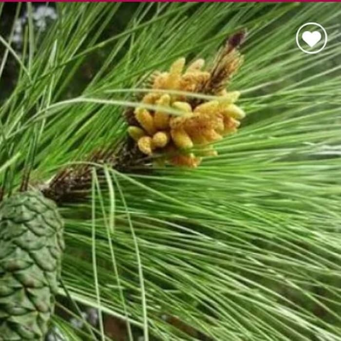 Jual READYSTOCK DAUN PINUS SEGAR 1KG LANGSUNG PETIK KETIKA ORDER MASUK ...