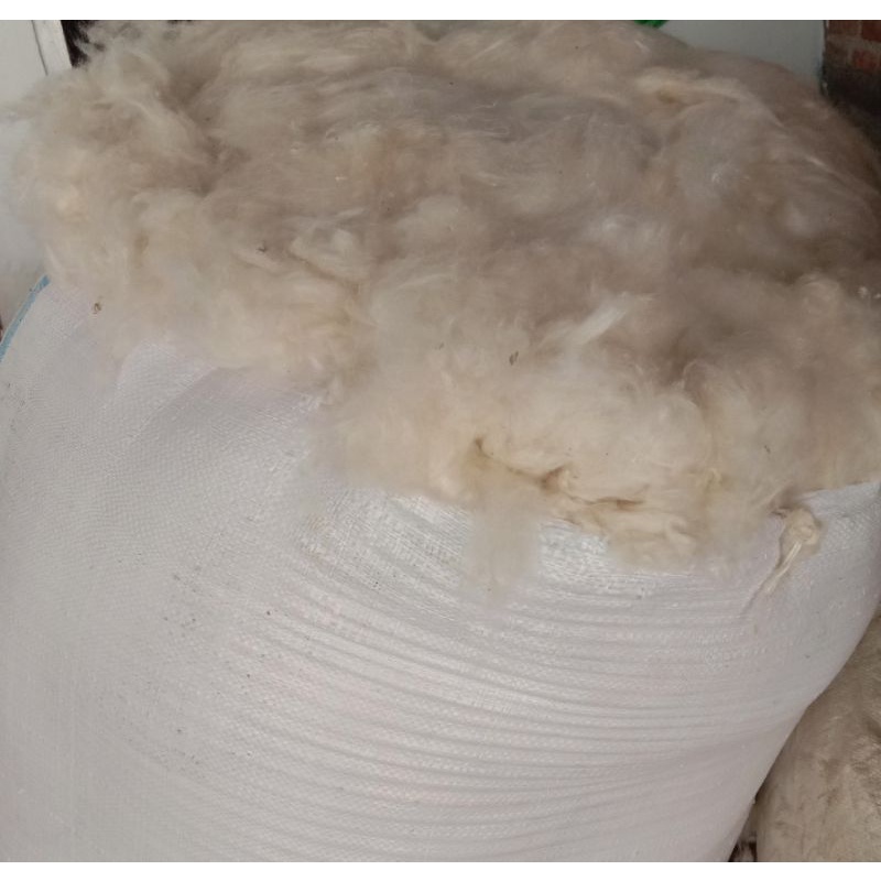 Jual kapuk randu asli 500grm(1/2kg), kapuk randu bantal/guling, kapok ...