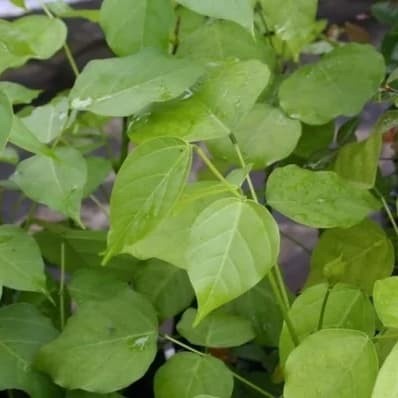 Jual Daun dadap serep segar fresh langsung petik 500gr | Shopee Indonesia