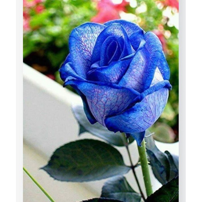 Jual Harga Khusus Live (Cargo 3Kg Up) | Shopee Indonesia