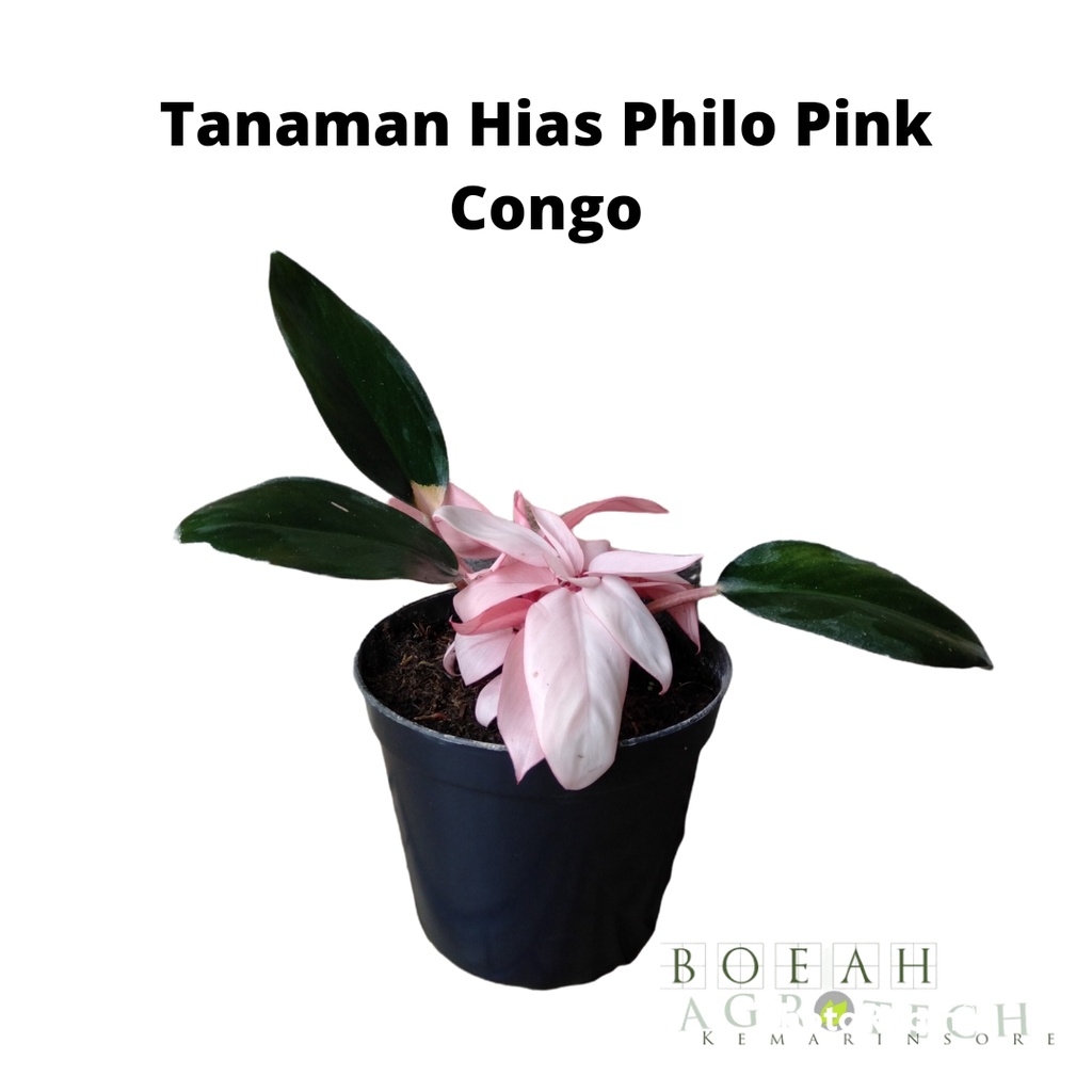 Jual Tanaman Hias Philodendron Pink Congo Tanaman indoor | Shopee Indonesia