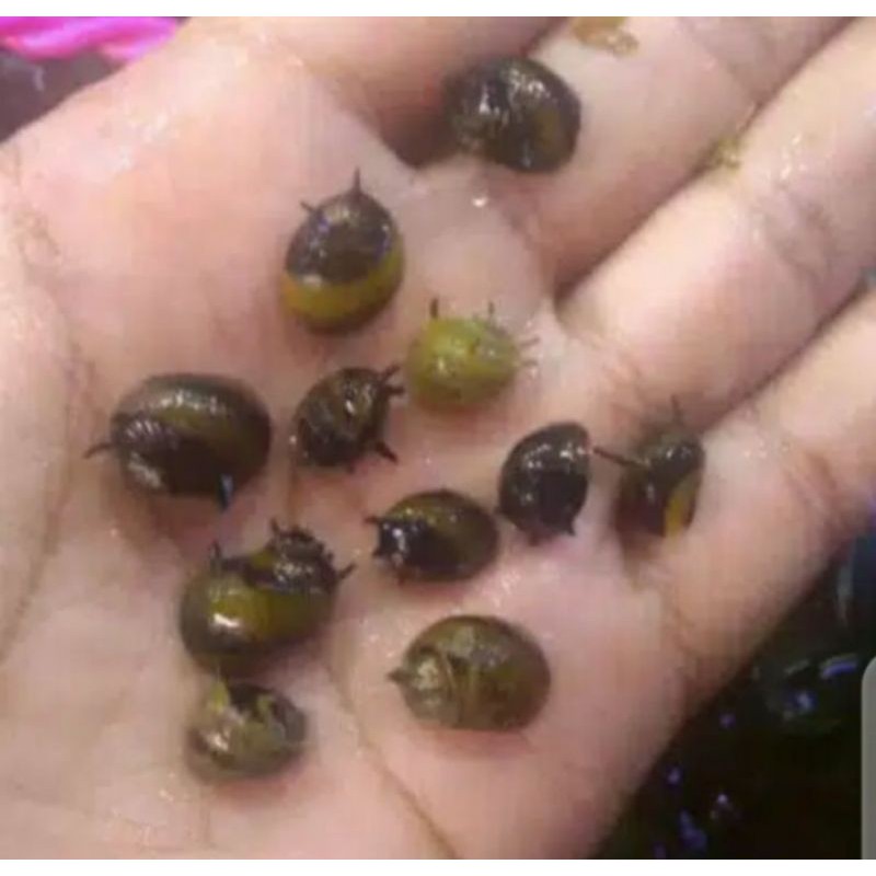 Jual keong tanduk | Shopee Indonesia