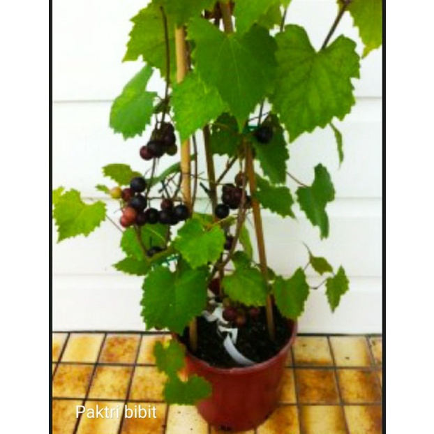 Jual Bibit anggur isabella manis cepat berbuah | Shopee Indonesia