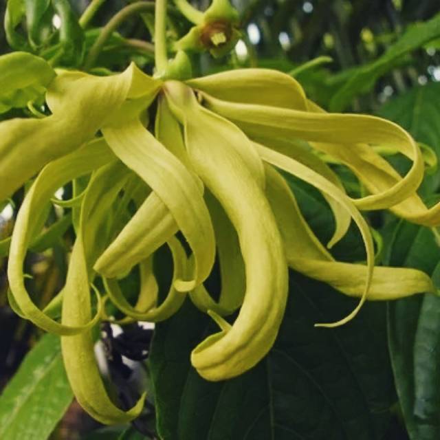 Jual Bibit Bunga kenanga order 1 bonus 1 | Shopee Indonesia