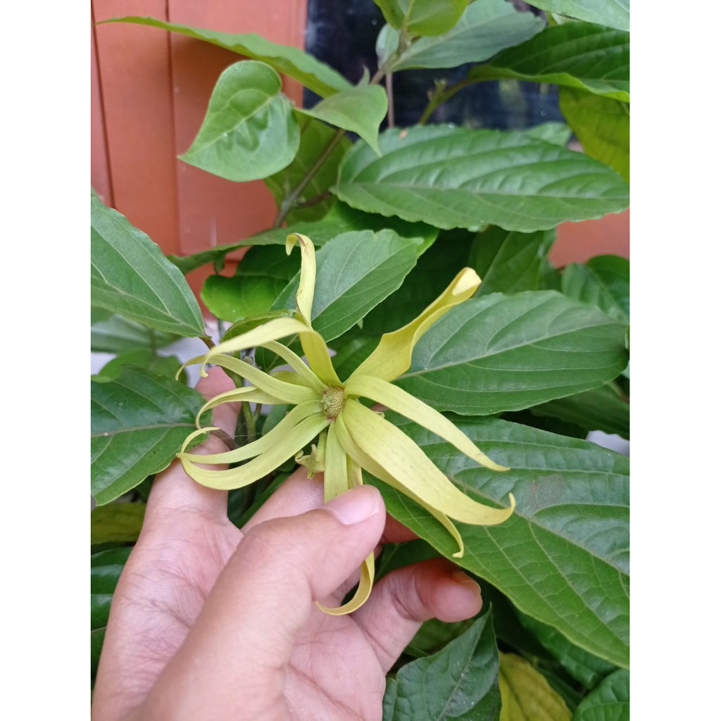 Jual Bibit Tanaman Bunga Kenanga Okulasi - Wangi - Bunga Melimpah ...