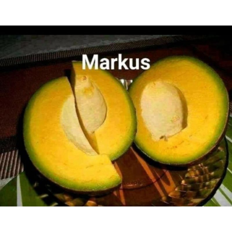 Jual BIBIT ALPUKAT MARKUS (SUPER JUMBO) | Shopee Indonesia