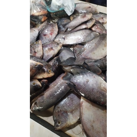 Jual ikan beku segar | Shopee Indonesia