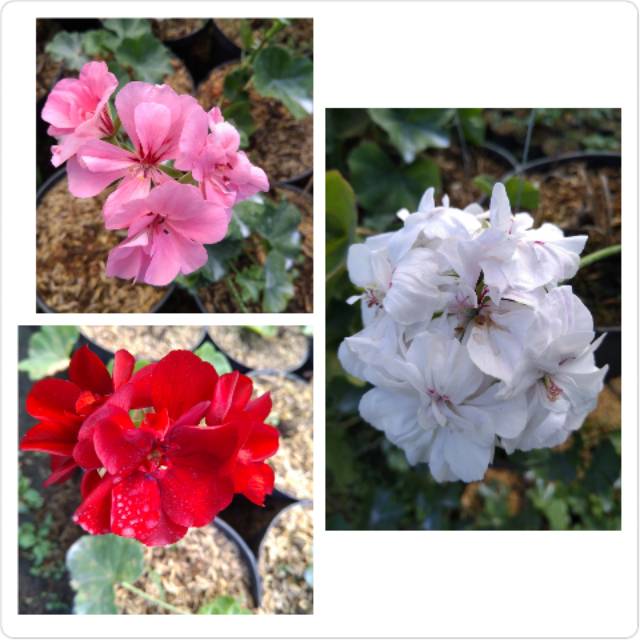 Jual Tanaman Bunga hias geranium | Shopee Indonesia