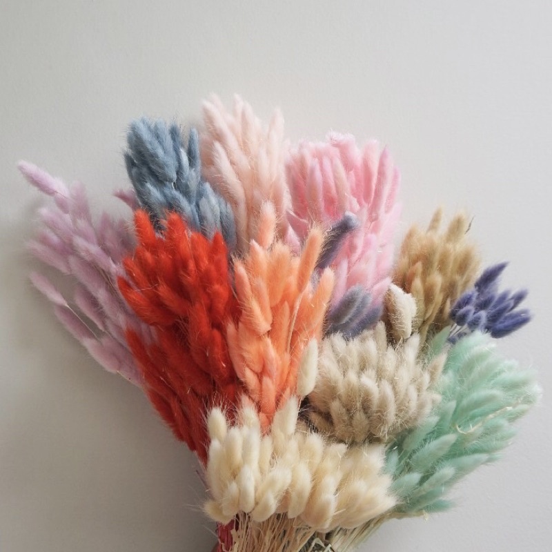 Jual BUNGA BUNNY TAIL DRIED FLOWER / BUNGA KERING / PRESERVED FLOWER ...