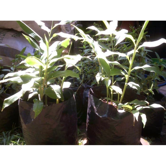 Jual bibit tanaman bangle Segar Zingiber montanum tanaman obat herbal ...