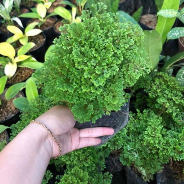 Jual Tanaman rumput papua lumut papua lumut ambon tanaman hias lumut ...