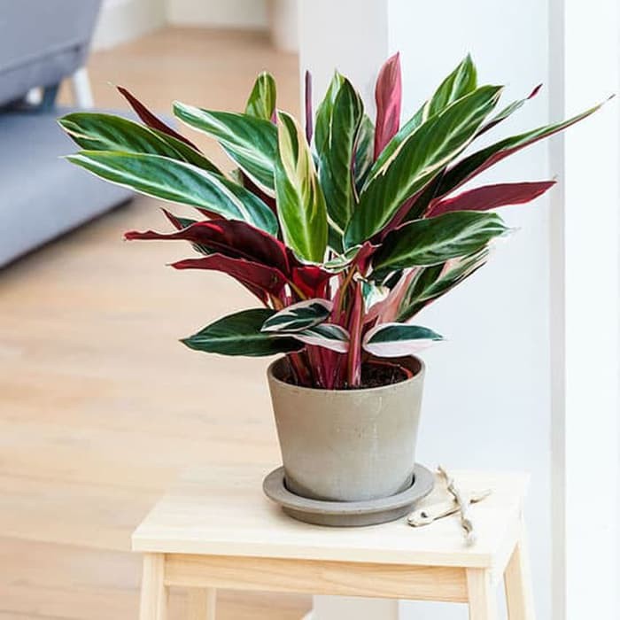Jual Tanaman hias Maranta Bali Calathea multicolor Stromanthe sanguine ...