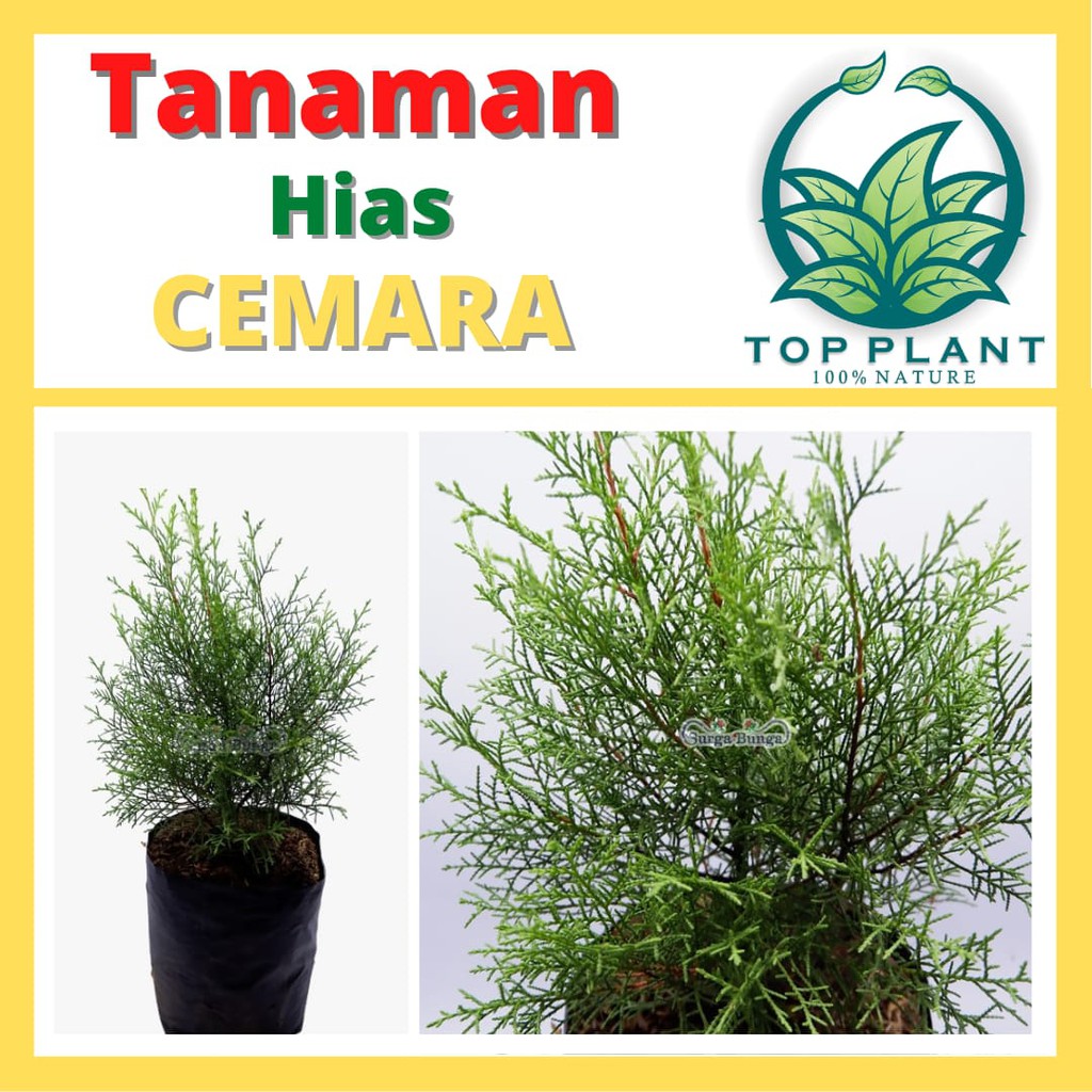 Jual Tanaman Hias Bunga Cemara Rentes - Daun Cemara Rentes | Shopee ...