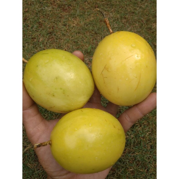 Jual VIT C BUAH MARKISA KUNING ASAM, MARKISA SUPER ORGANIK 1kg | Shopee Indonesia