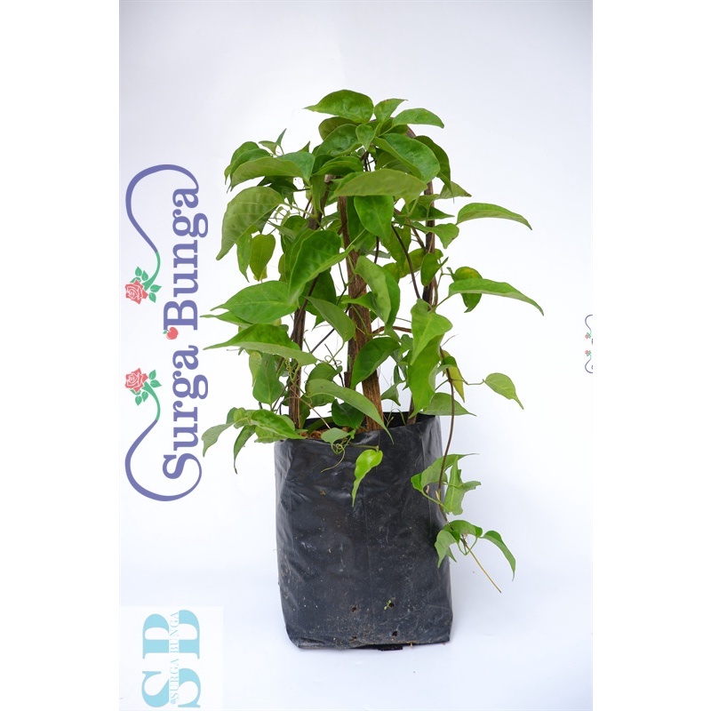 Jual Tanaman Merambat Flame Vine (Pyrostegia venusta Miers) Pohon ...