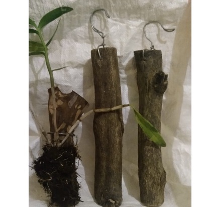 Jual KAYU KOPI | Shopee Indonesia