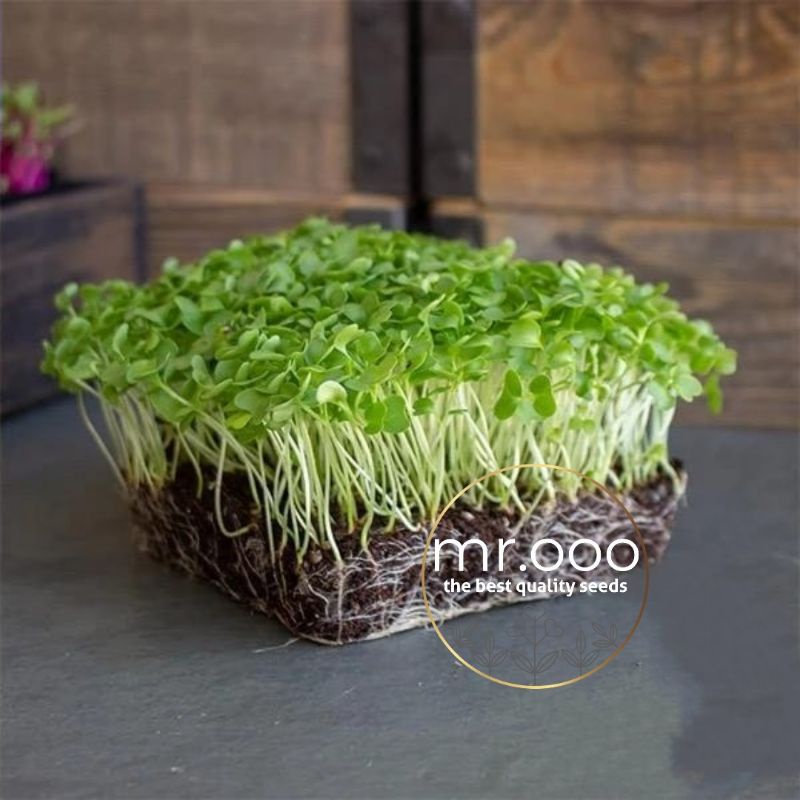 Jual Microgreens Kale - Vates Blue Scoth Curled - 5 Gram (+/- 900 benih ...