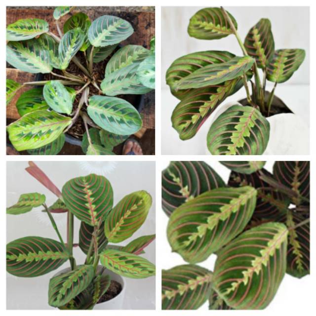 Jual Bibit tanaman maranta leuconeura bunga marantha calathea kalatea ...