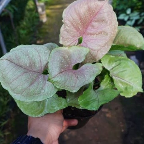 Jual Syngonium Mango Allusion | Shopee Indonesia