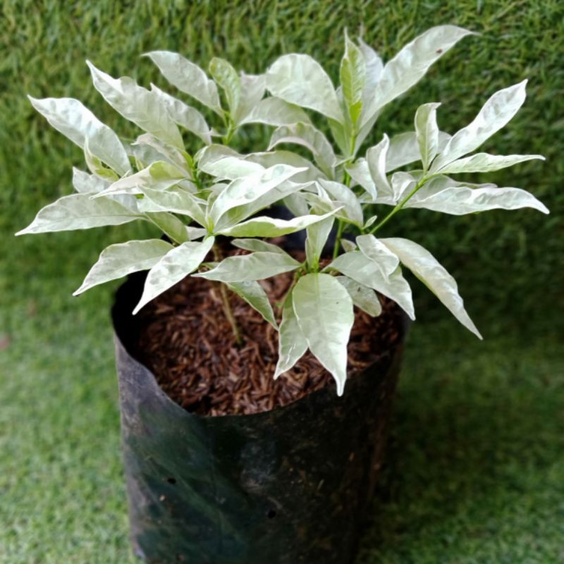 Jual tanaman hias rombusa putih silver | Shopee Indonesia