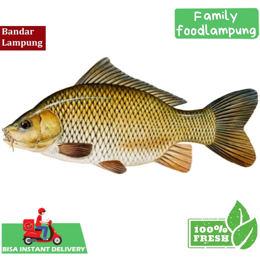 Jual Ikan Mas Segar Fresh 500 gram Family Food | Shopee Indonesia