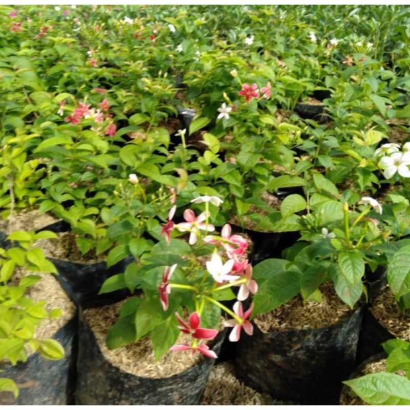 Jual Tanaman Melati Belanda ( harum ) - pohon melati holand - Bunga ...