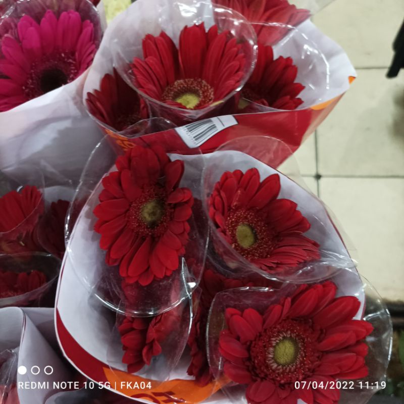 Jual Bunga Garbera (Bunga Potong Segar Jakarta Barat) | Shopee Indonesia