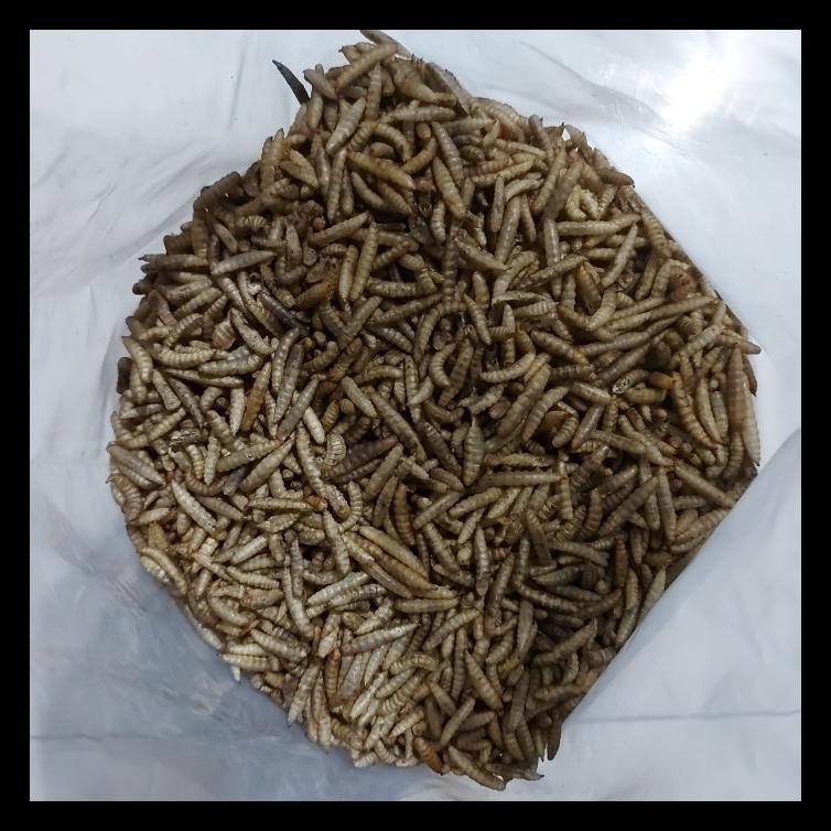 Jual PAKAN MAGGOT MAGOT BSF 1KG UNTUK BADAN BULKY DAN WARNA PUTIH KOI ...