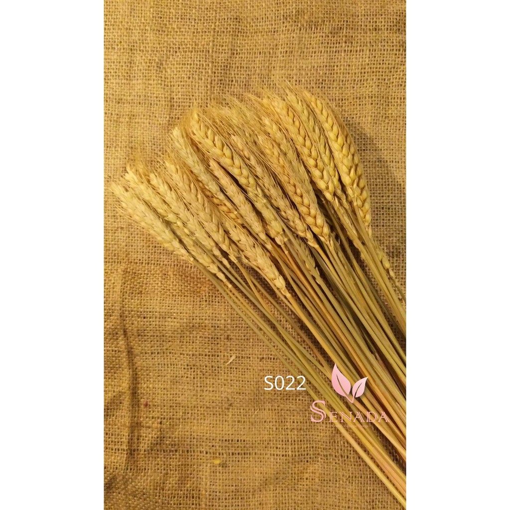 Jual Bunga Gandum Kering 10 - 50 tangkai / Natural Dried Wheat (import ...