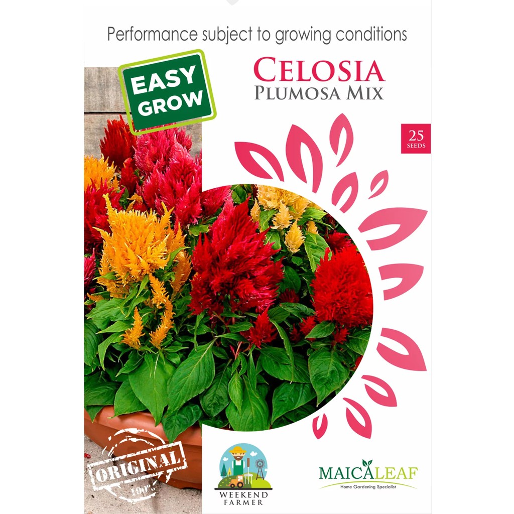 Jual Benih Bunga Celosia/Bibit Bunga Celosia (Bunga Jengger Ayam) Warna ...