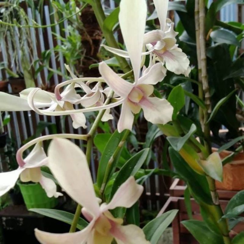 Jual tanaman hias anggrek dendrobium caesar white/capung jawa | Shopee ...