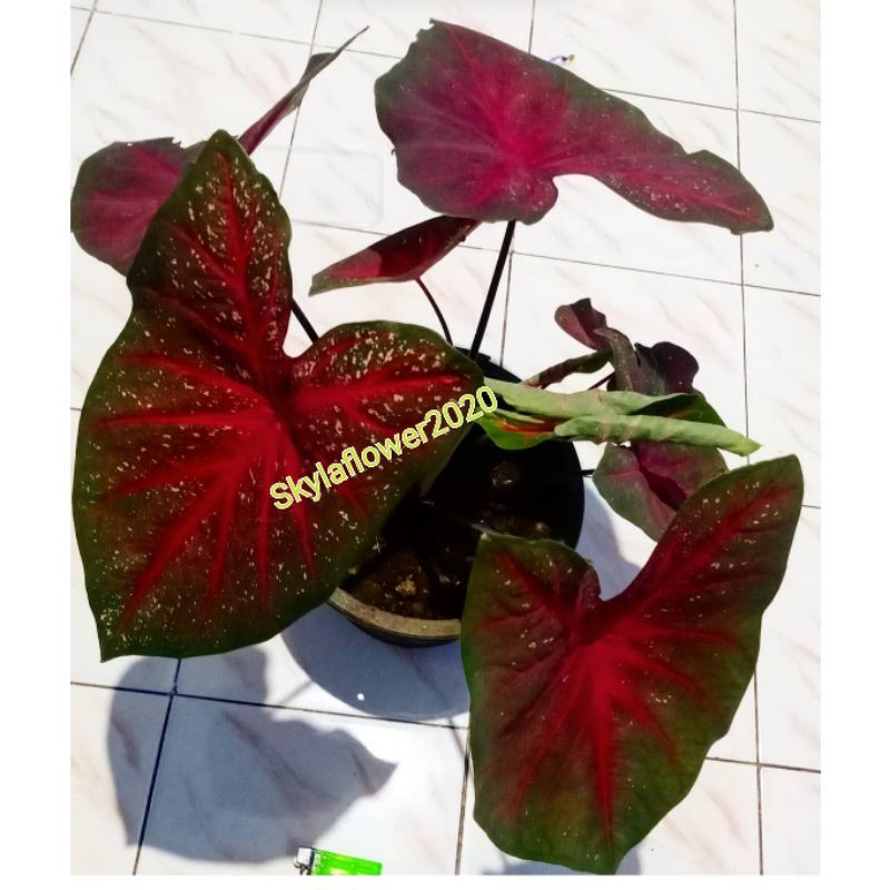 Jual keladi /Caladium Mirzani menor (Khusus Pulau Jawa) | Shopee Indonesia