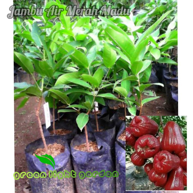 Jual Bibit jambu air merah madu | Shopee Indonesia