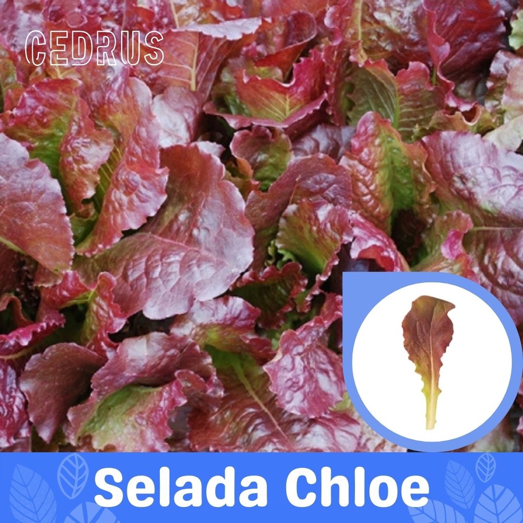 Jual Benih SELADA CHLOE (isi-50) Red - Biji Bibit Sayur | Shopee Indonesia