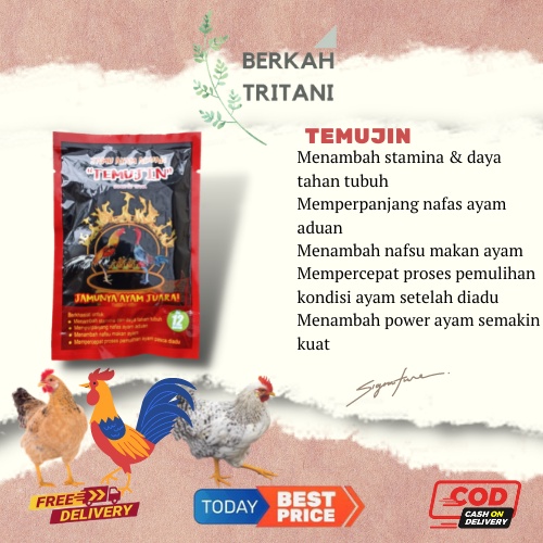 Jual TEMUJIN JAMU AYAM ADUAN VITAMIN SUPLEMEN OBAT DOPING STAMINA AYAM ...