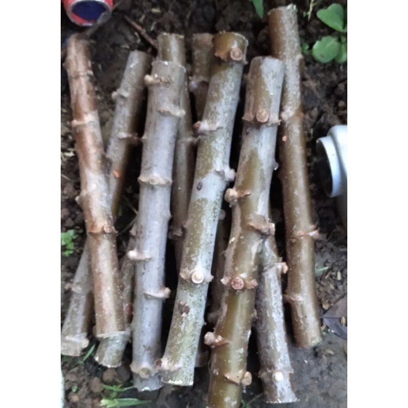 Jual satu pohon Stek bibit pohon singkong /ketela pohon | Shopee Indonesia