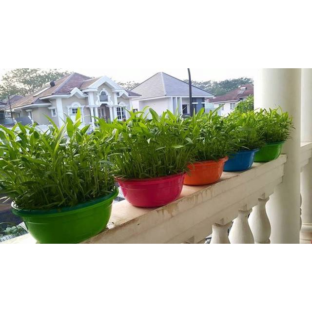 Jual PUPUK AB MIX LARUTAN KONSENTRAT 500 ML | Shopee Indonesia