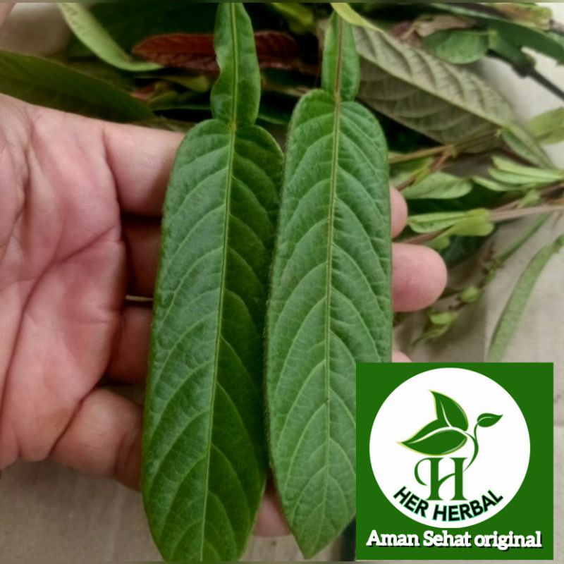 Jual Daun duduk segar fresh petik 500gram | Shopee Indonesia