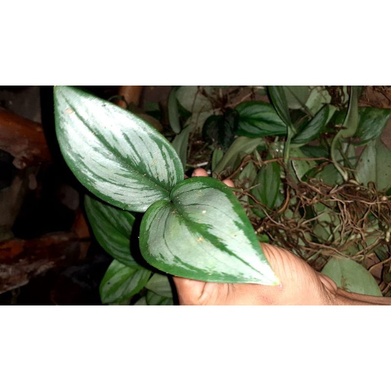 Jual scindapsus treubii moonlight(sirih susu) | Shopee Indonesia