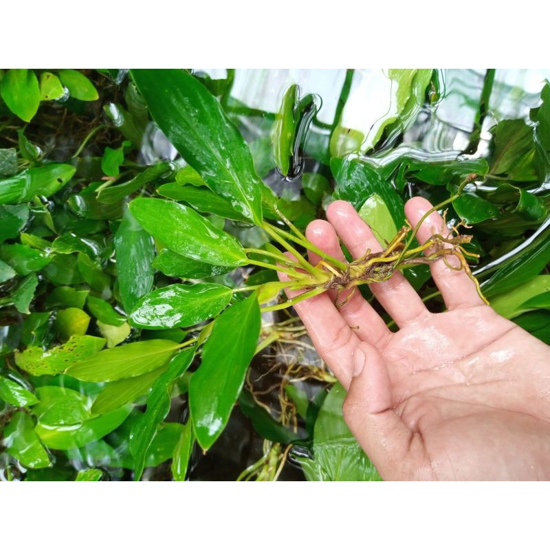 Jual anubias sp tanaman aquarium | Shopee Indonesia