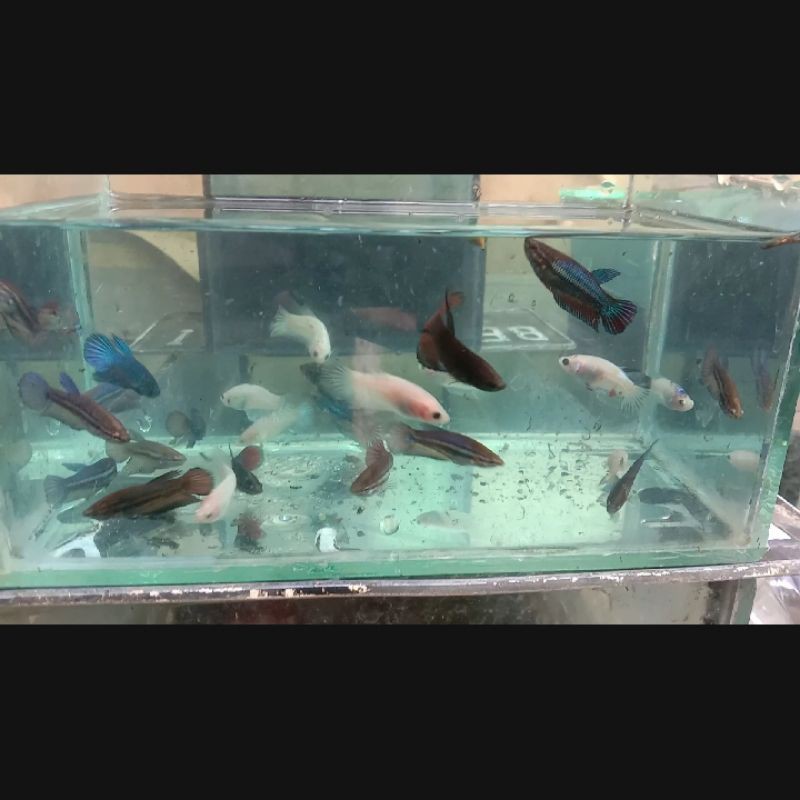 Jual Cupang Cello Line Marble,Multy, Nemo Cooper,samurai dan Celo ...