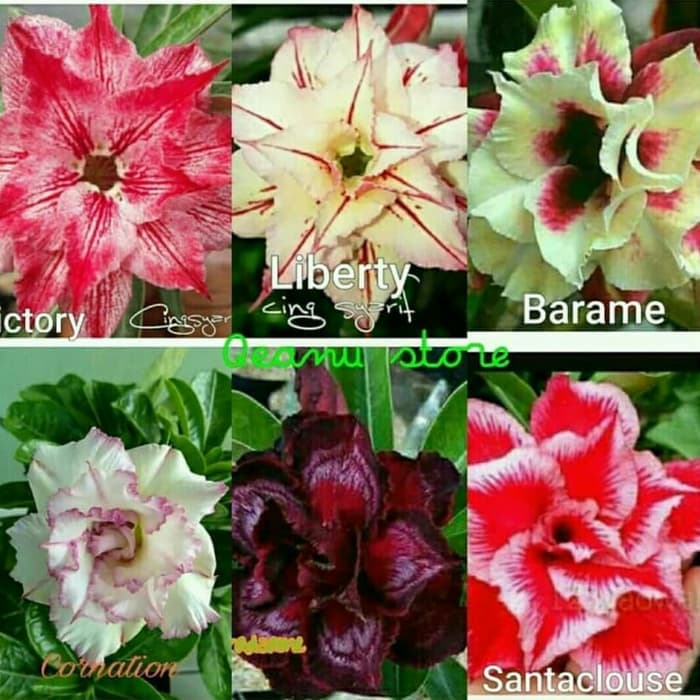 Jual Paket 6 Bibit Bunga Adenium - Kamboja Jepang | Shopee Indonesia