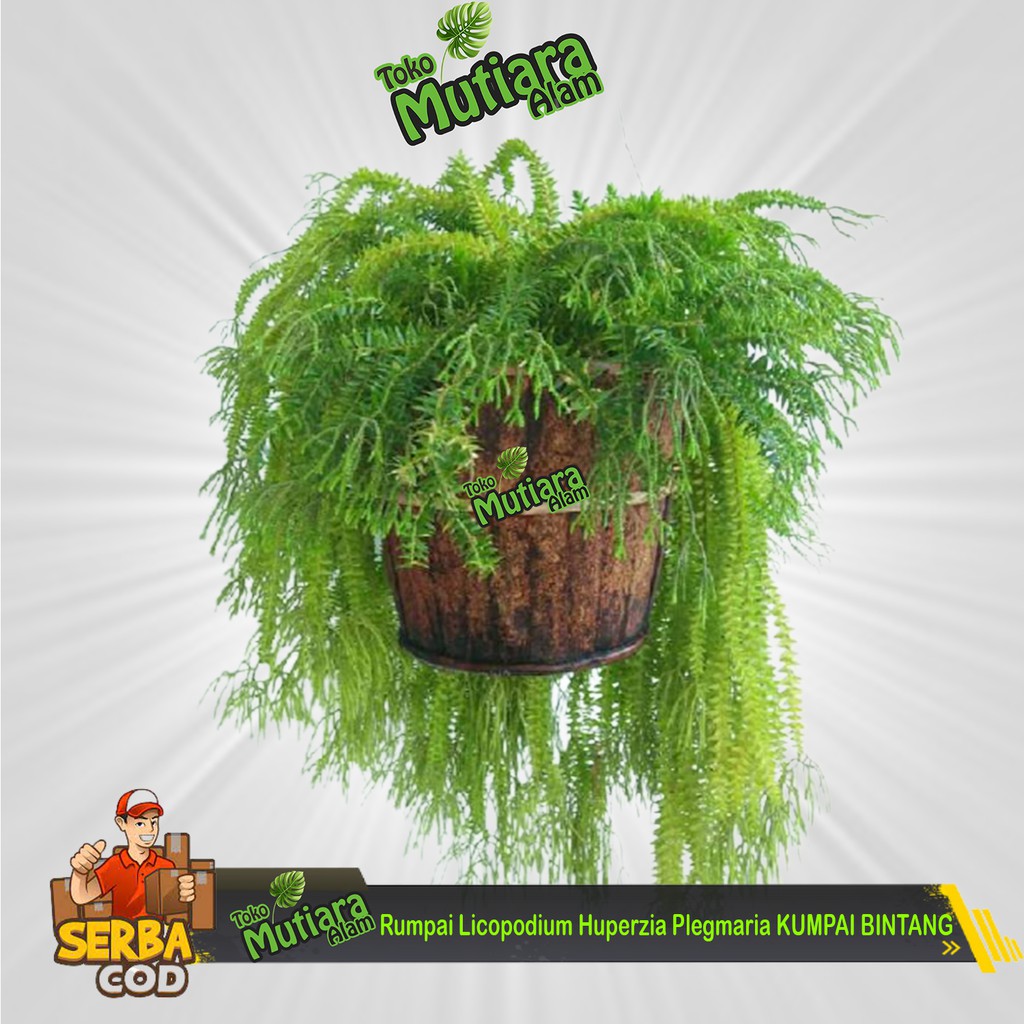 Jual Rumpai Licopodium Huperzia Plegmaria KUMPAI BINTANG MUTIARA ALAM ...