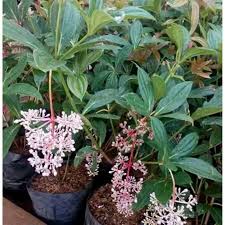 Jual Tanaman Parijoto Ukuran L(besar) Tanaman Herbal/Hias Sudah Berbuah ...