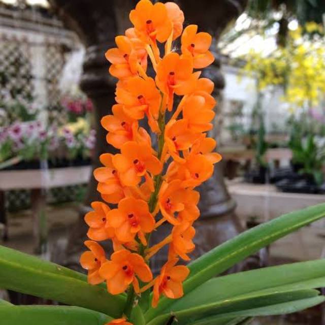 Jual Anggrek Vanda Asco Miniata Dewasa (Ascosentrum Miniatum) | Shopee ...