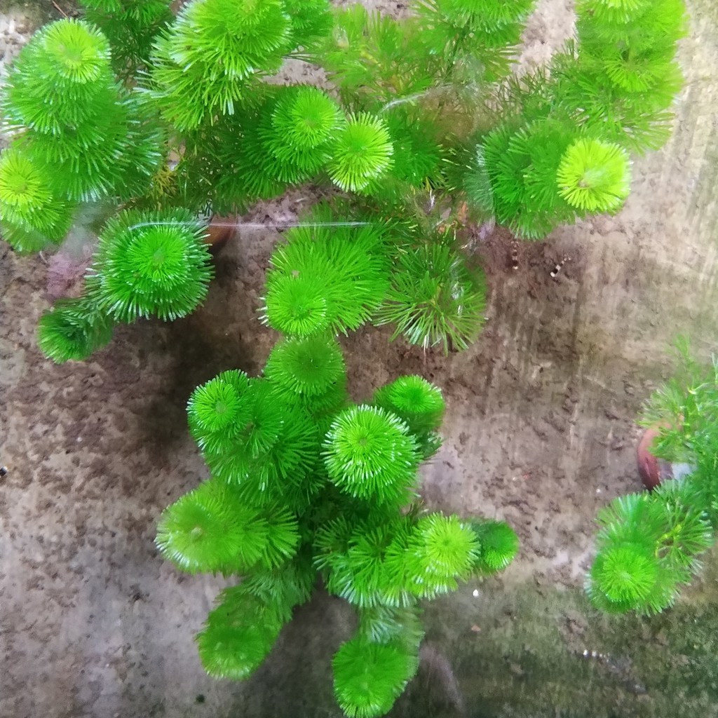 Jual "GREEN KABOMBA" ( per batang ) TANAMAN HIAS AQUARIUM / AQUASCAPE ...