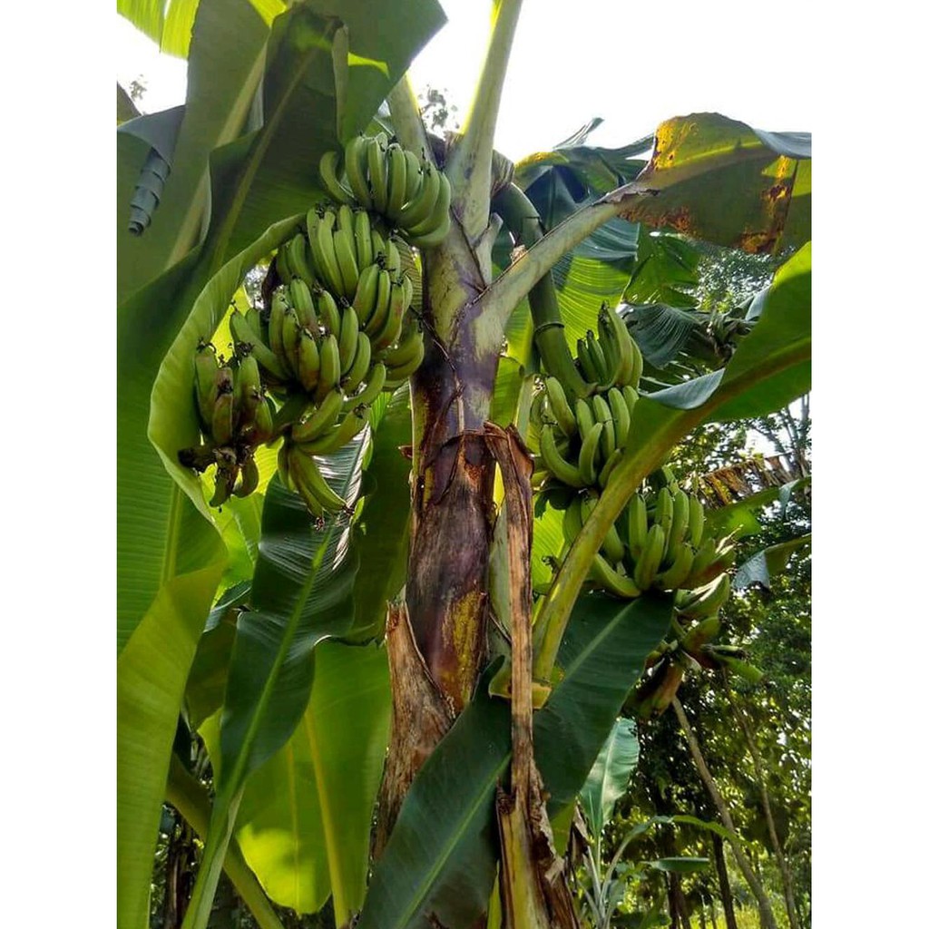 Jual Clr Bibit Pisang Tandan Dua | Shopee Indonesia