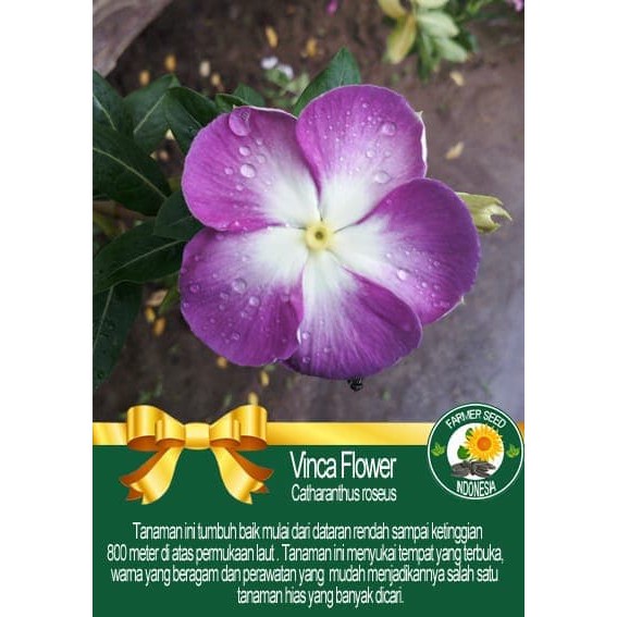 Jual Bibit / Benih Biji Bunga Vinca Lavender Tegak Tapak Dara Isi 10 ...