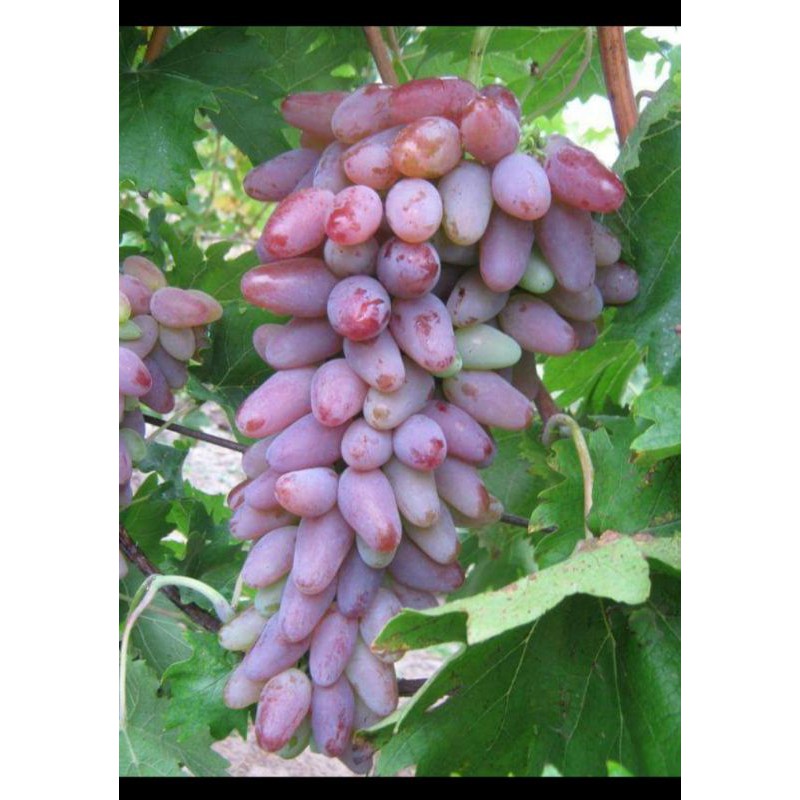 Jual BIBIT BUAH ANGGUR JENIS OSCAR/ANGGUR JARI SUPER SIAP BERBUAH ...